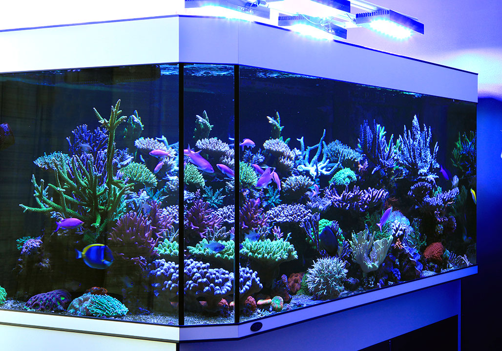 Illuminate Your Reef: Exploring Aqua Illumination LED Lighting for ...